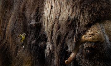 Rune sitt møte med Moskus | Fjellsport.no